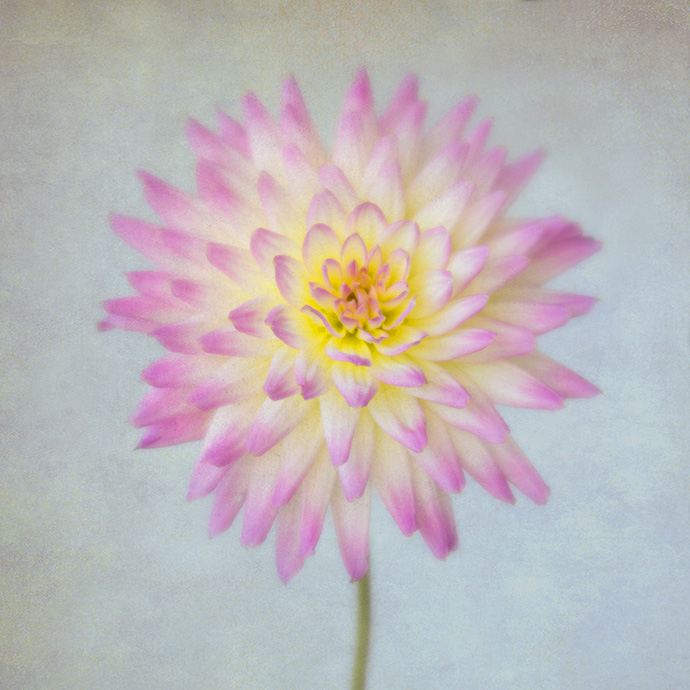 Creative Flower Photography with Polina Plotnikova