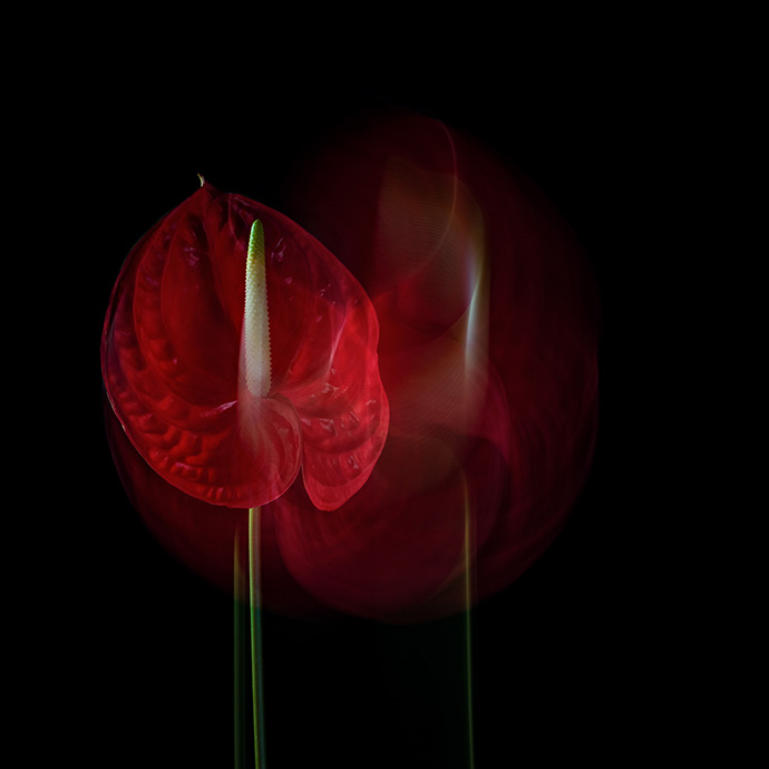 Creative Flower Photography with Polina Plotnikova