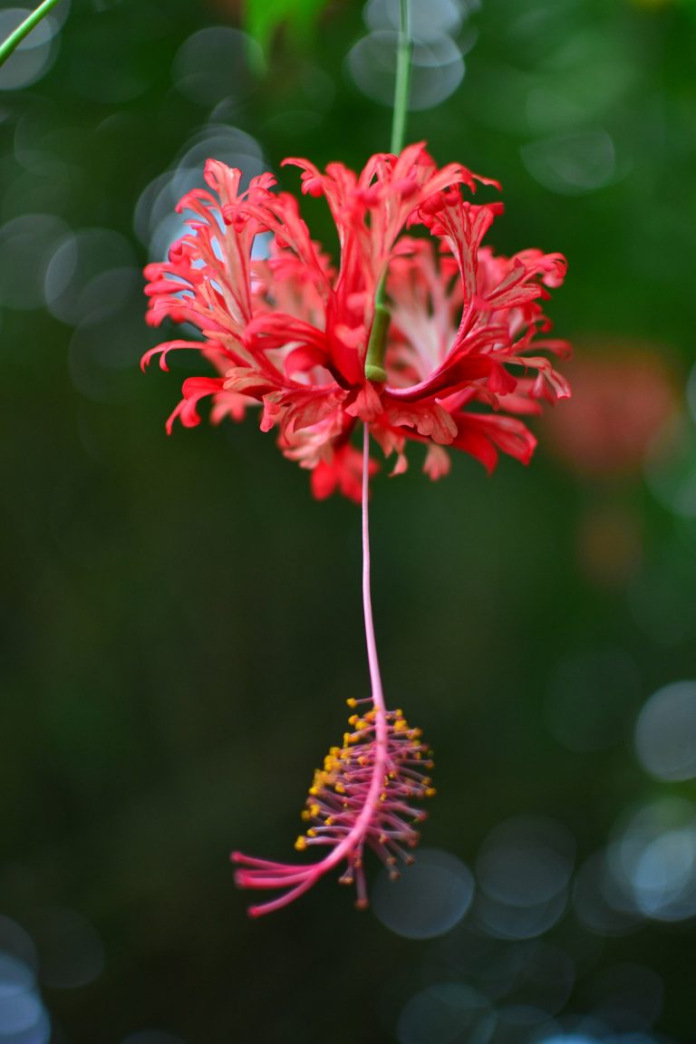 FLOWER POWER - Photography Competition Winners Announced