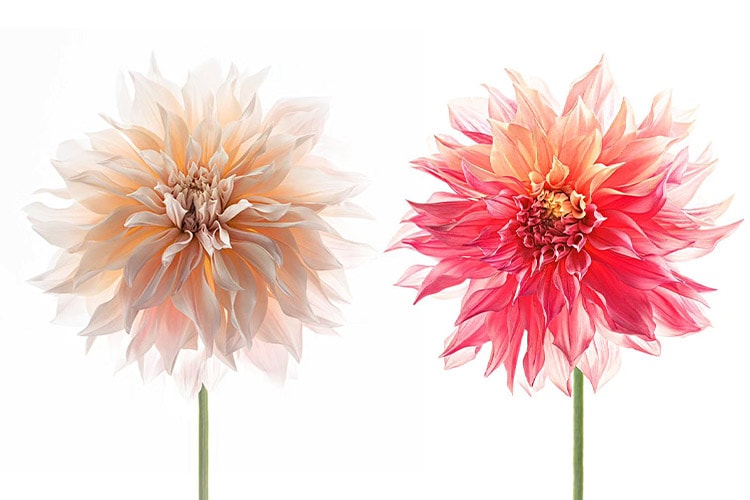 🌸 Flower Photography Masterclass with Polina Plotnikova