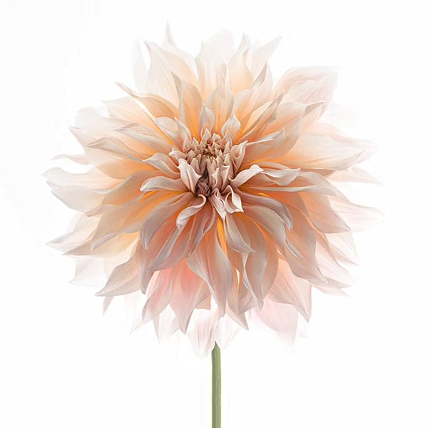 🌸 Flower Photography Masterclass with Polina Plotnikova