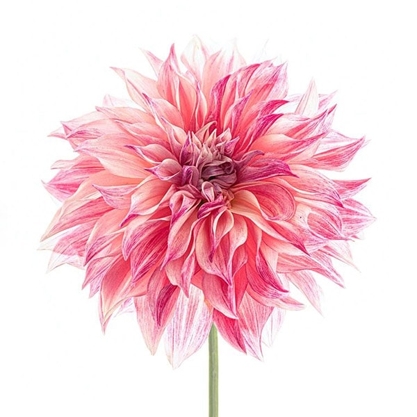 🌸 Flower Photography Masterclass with Polina Plotnikova