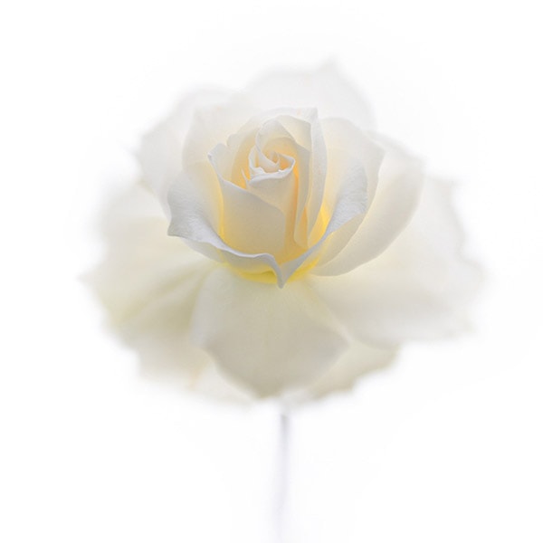 🌸 Flower Photography Masterclass with Polina Plotnikova