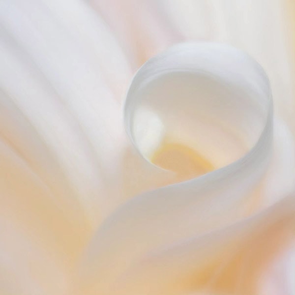 🌸 Flower Photography Masterclass with Polina Plotnikova