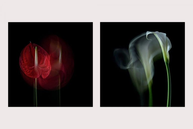 Flower Photography Course in London with Polina Plotnikova